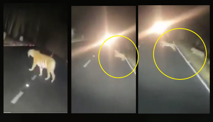 ‘Drive Slow Near Wildlife Habitat’: Watch IFS officer shares video of tigers crossing road ...