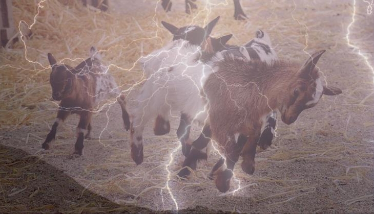 Uttarakhand: Lightning strikes kill 26 goats, learn how to protect yourself during thunderstorms ...