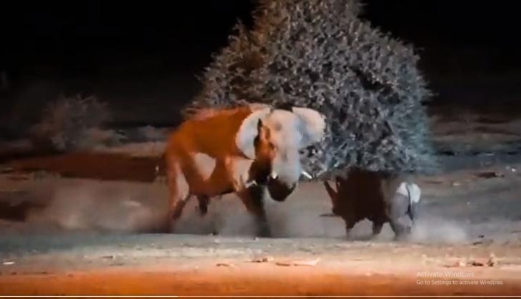Clash of Titans: Elephant v Rhino Showdown | Catch News