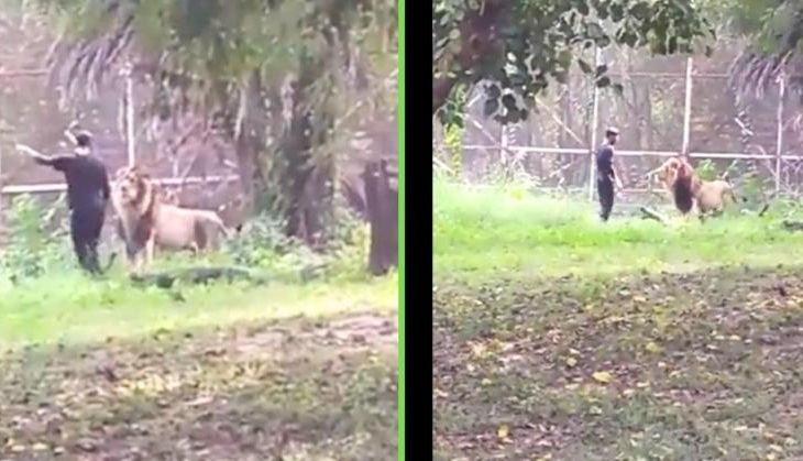 Bizarre: Man enters lion's cage after a few drinks, lion's confusion captured on video | Catch News
