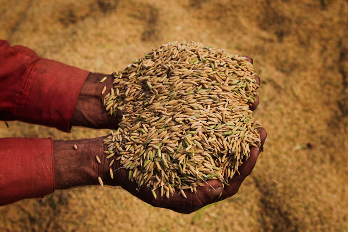 Rice scam trail is catching up with 'Chawalwale Baba' Raman Singh ...