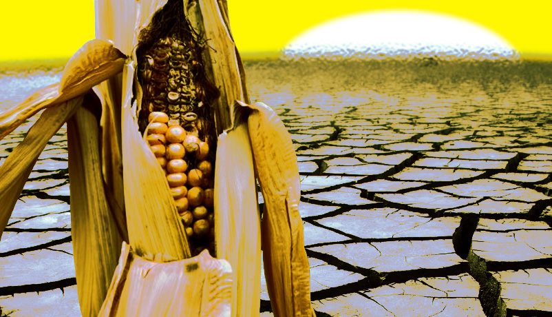 Food Shock Report: India to be hit by El Nino & rocketing food prices ...