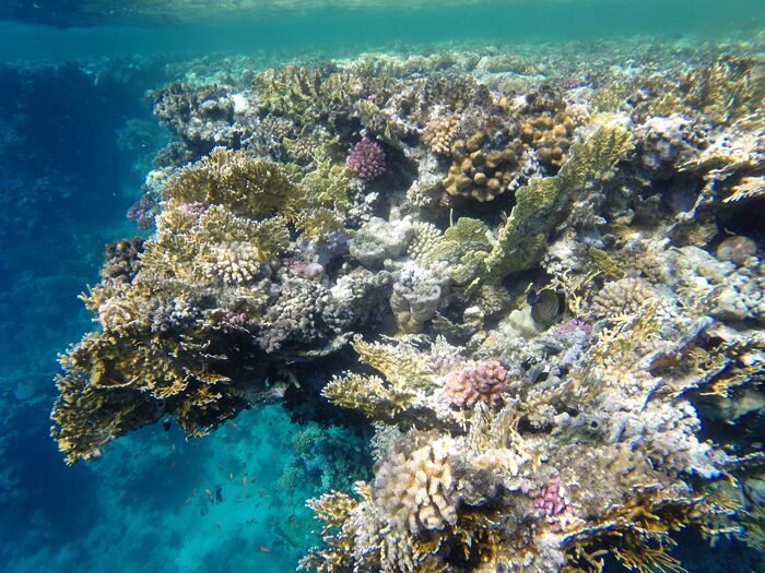 US Scientists discover earliest 'Jurassic corals' | Catch News | Catch News