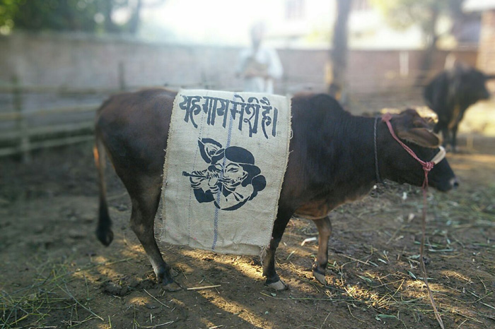 The Badmash Peepal: Saving cows with a little help from Lord Krishna ...