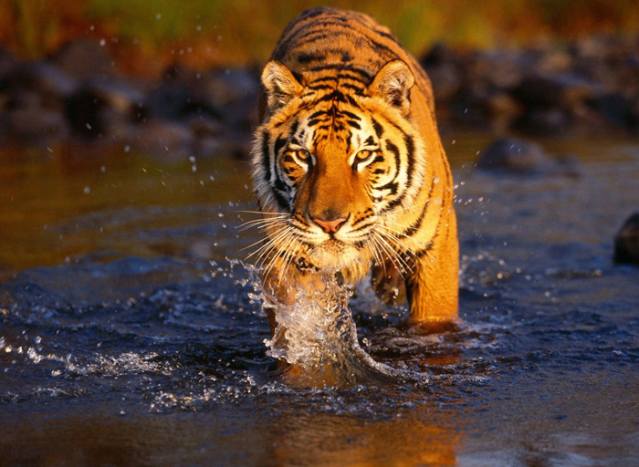 There's good news on the tiger conservation front, and we owe Google ...