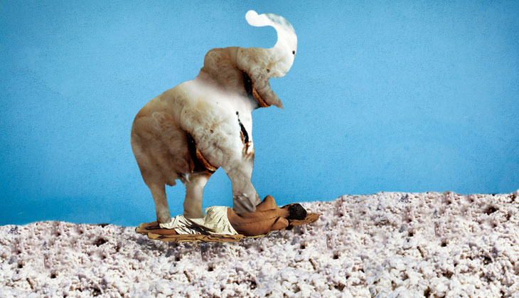 Did Modi govt buckle under Monsanto pressure on Bt cotton? | Catch News