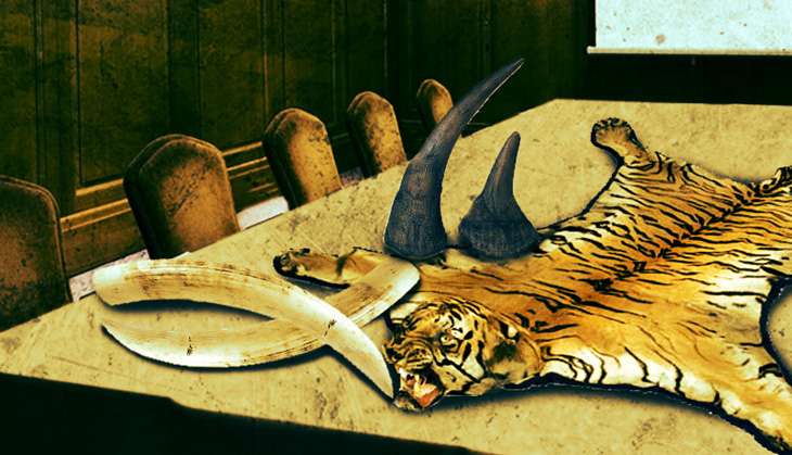 Wildlife Crime Control Bureau (WCCB) understaffed by 40%. Tigers and ...