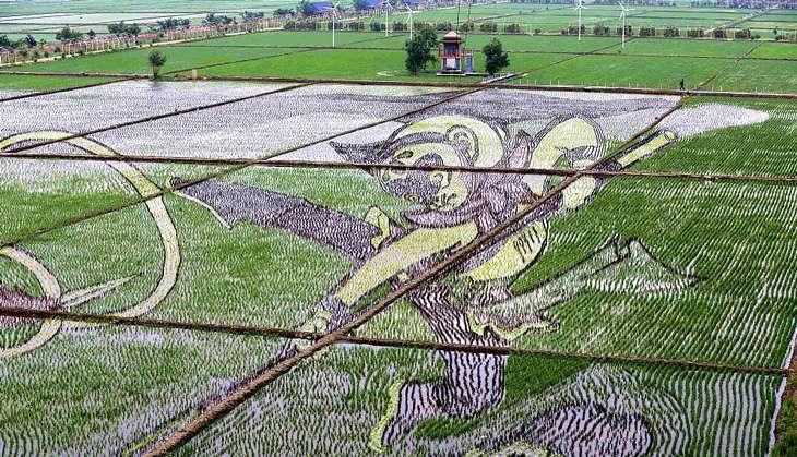 3D Tanbo art: Chinese famers grow extraordinary rice paddy art | Catch News