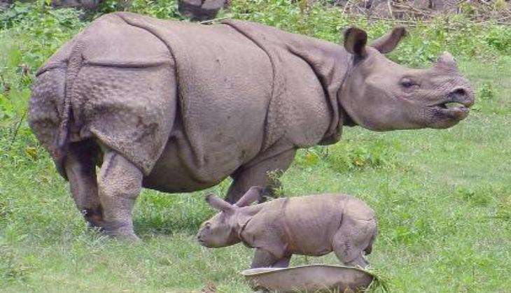 Nepal to gift one-horned Rhinocerous to China during President Xi ...