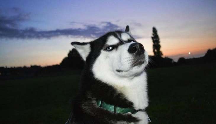 Meet 'grumpy' husky Anuko. The dog who is helping his human pay her ...