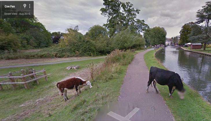 Viral 'moo'-ment: Google blurs a cow's face on Street View for privacy ...