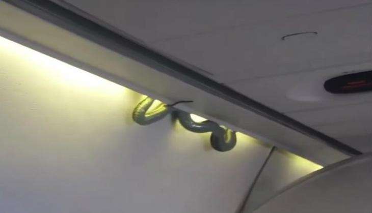 Snake on a plane! Watch why this Aeromexico flight had to make an ...