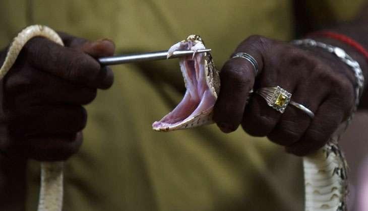 These photos of India's snake catching tribe will terrify and amaze you ...