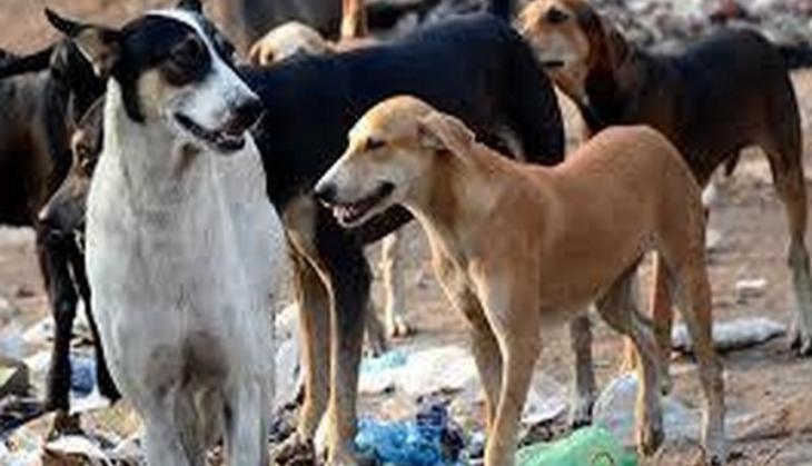 Delhi: Caught on Camera! Street dog bites woman in north Delhi; what ...