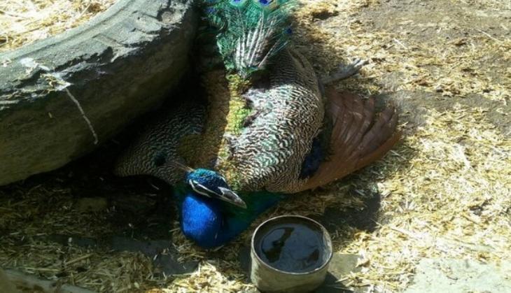 Rajasthan: Ten peacocks found dead in Mandalgarh | Catch News