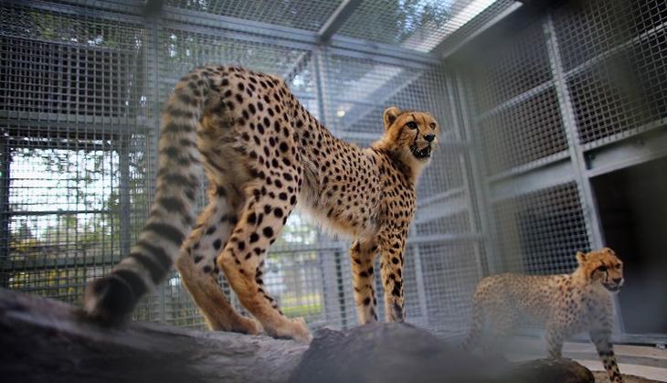 Cheetahs often don't thrive in captivity. We set out to find out why ...
