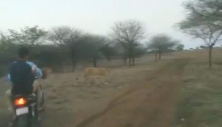 Video of bikers chasing lions in Gir goes viral, three arrested | Catch ...