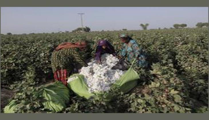 Pakistan likely to allow cotton import from India with tough conditions ...