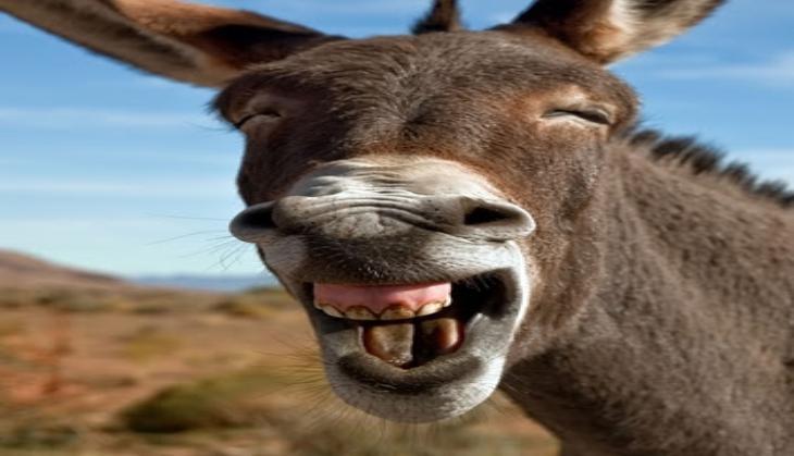 OMG! After cow, now donkey 'Kachur Khar' gets SSB admit card in Jammu ...