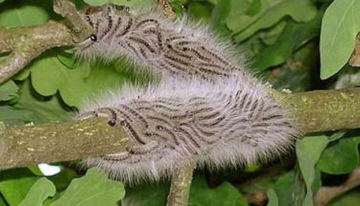 Toxic Oak processionary moth hits London causing fatal asthma attacks ...