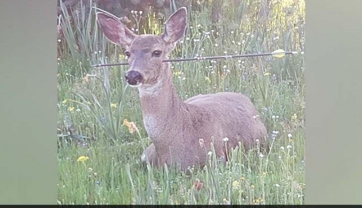 Dead Deer Walking: Have you seen pics of these 'miraculously' alive ...