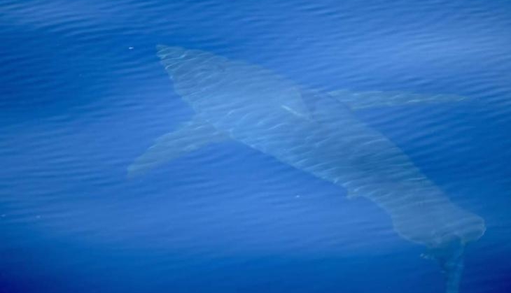 Watch: Great white shark spotted in Majorca seas off Spain's coast ...