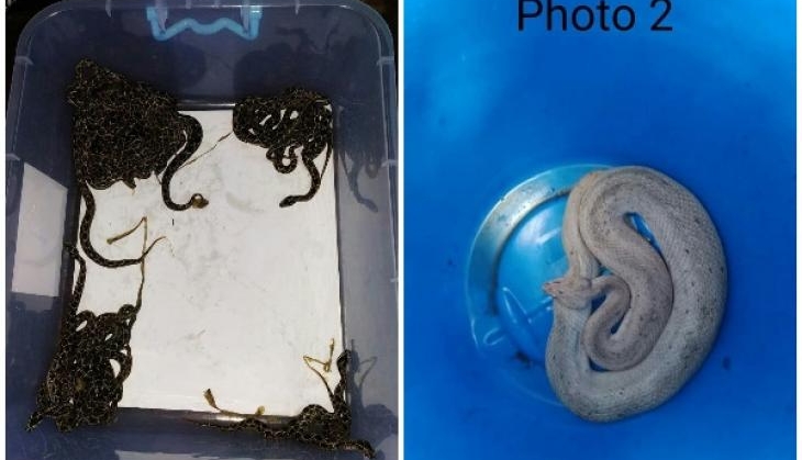 Russell Viper snake delivers 36 offspring in Mumbai institute | Catch News