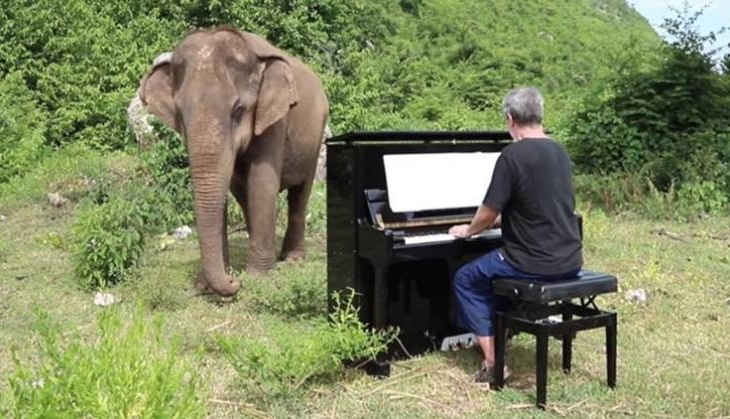 Watch video: Blind elephant rolls to British pianist Paul Barton's ...
