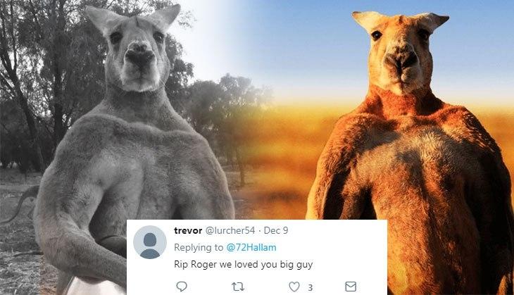 Sad news! Roger, the kangaroo famous for his impressive physique dies ...
