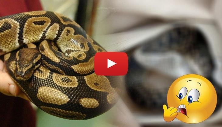 OMG! Woman discovers snake inside a shoe in her suitcase; what happened ...