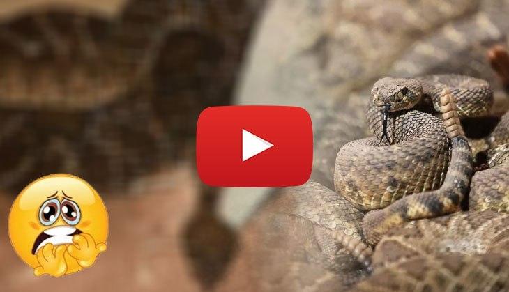 Scary! Man found ferocious snakes under his house; check out the viral ...