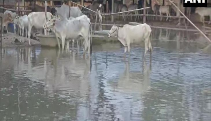 Bihar: Flood makes life miserable for cows at cow-shelter in Madhubani ...