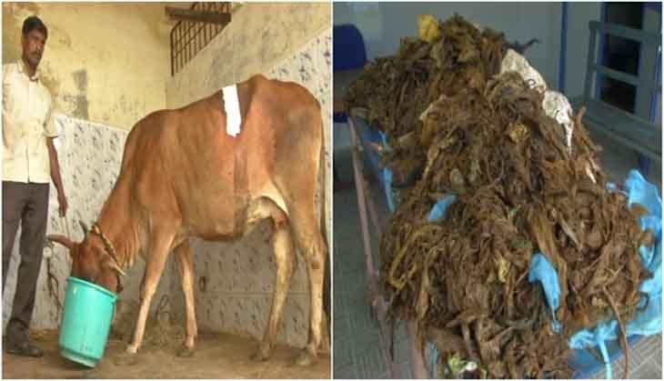 Chennai: 52kg plastic waste, coin removed from cow's stomach | Catch News