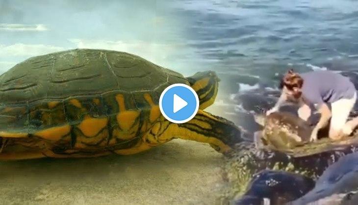 Turtle stuck inside rock at beach, this man comes to rescue; video will ...