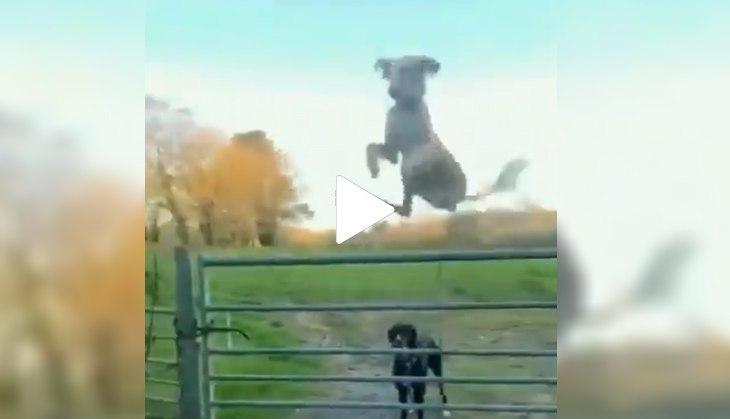 IFS Officer shares hilarious video of dog jumping over a high gate ...