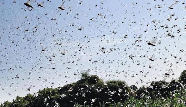 Rajasthan: Locusts destroy crops in Dholpur | Catch News