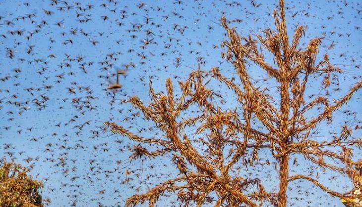 Rajasthan: Locust swarm continue to damage crops in Barmer | Catch News