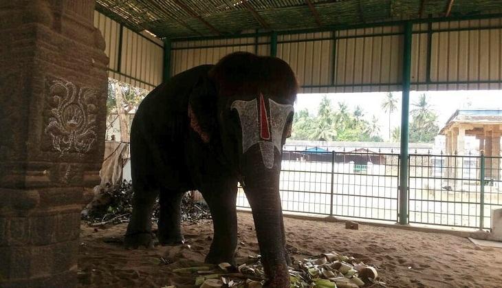 This amazing hairstyle of elephant is the newest trend online; netizens ...