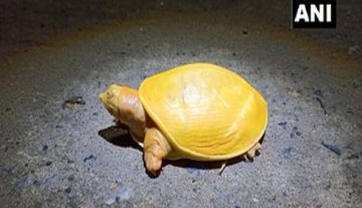 Odisha: Locals rescue rare yellow turtle in Balasore | Catch News
