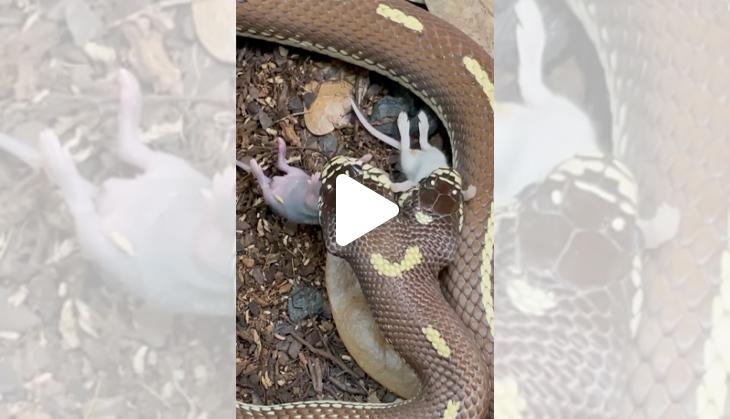 Video of two-headed snake swallowing mice goes viral; watch at your own ...