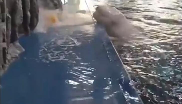 Cute Video: Super intelligent whale amazes all, nothing can stop from ...