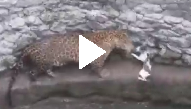 This fight video of leopard and cat will make you terrified! | Catch News