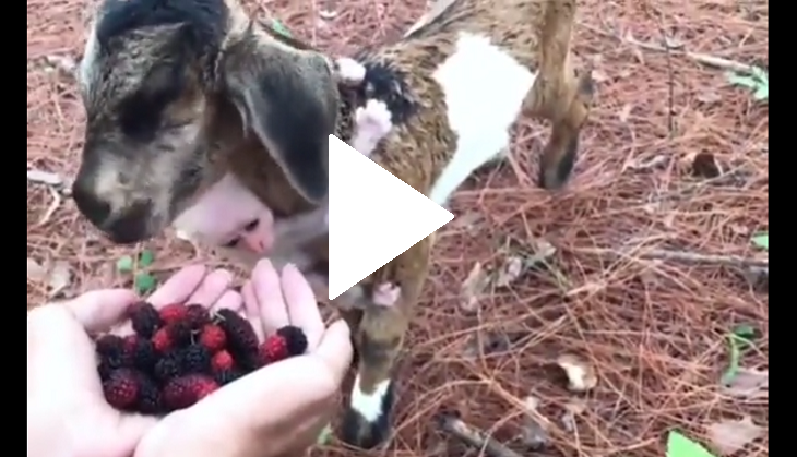This cute video of monkey and goat has 16 million views; have you seen ...