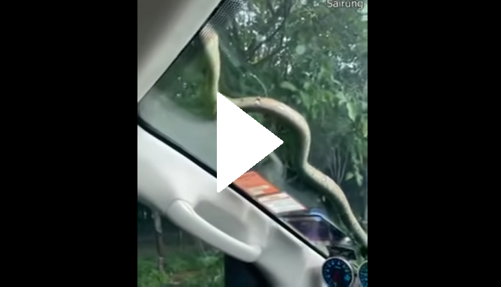 Creepy! Snake slithers on car windscreen; nail-biting video goes viral ...