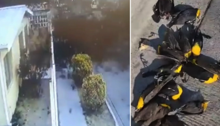 Chilling video shows flock of birds suddenly plunged to the ground ...