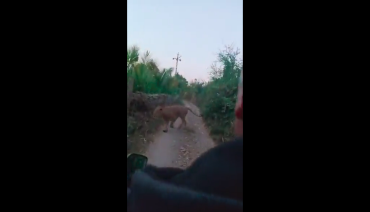 Couple on bike come face-to face with lioness, spine-chilling video ...