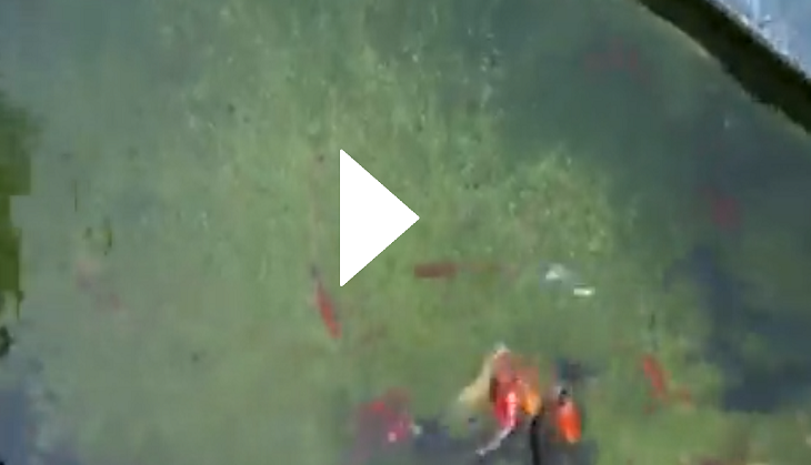 This is how Chinese catching fish amid lockdown in Shanghai; watch ...
