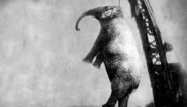 Shocking 1916 Execution: 5-Ton Elephant Hanged After Handler’s Death ...