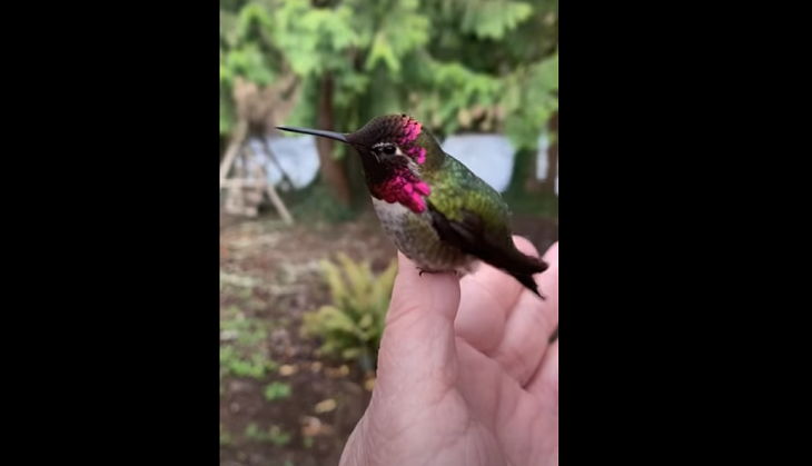 This beautiful bird changes its colour as it moves its neck; viral ...