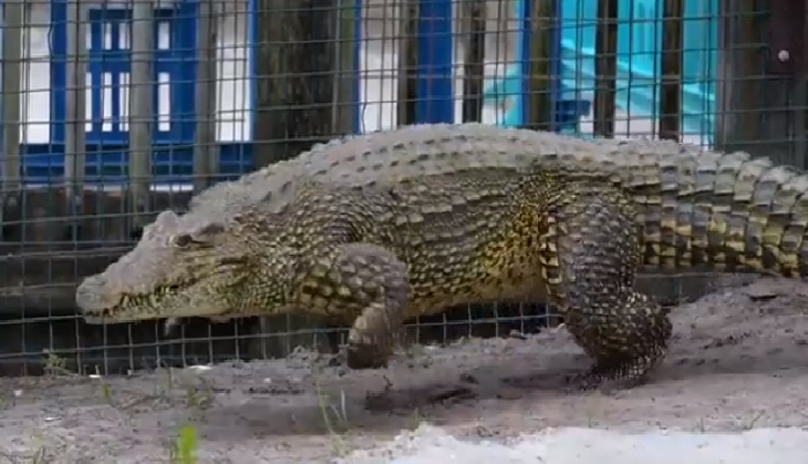 Watch giant crocodile galloping towards man; what happened next ...